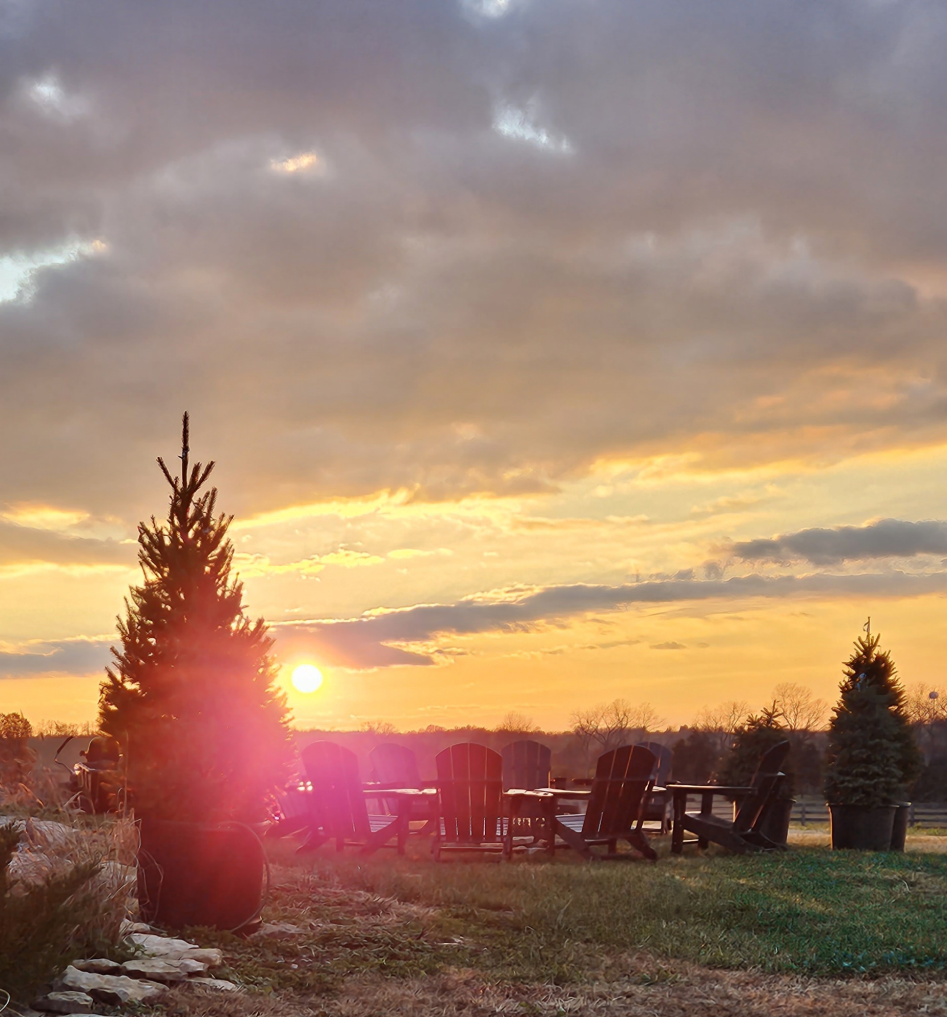 Nelson Lee Tree Farm