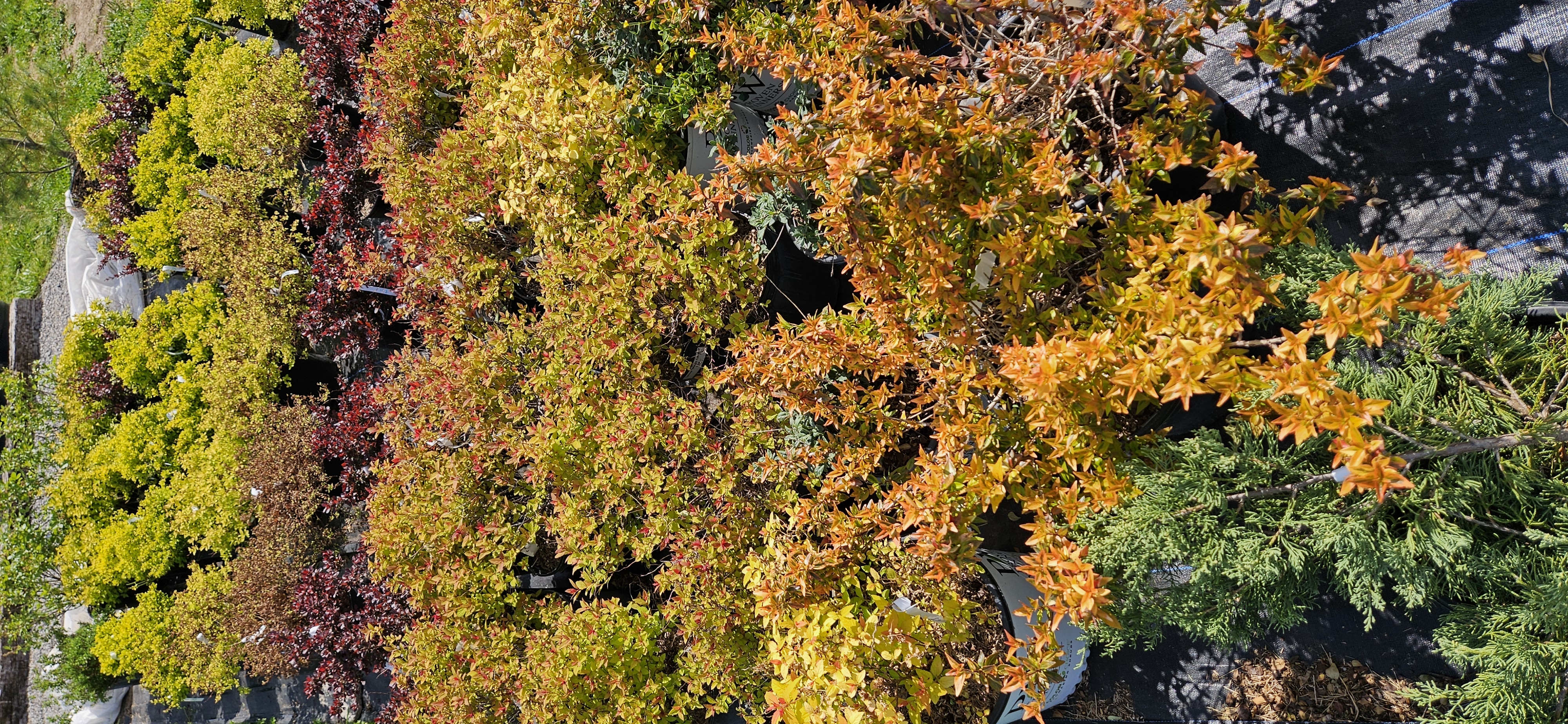 Nelson Lee Tree Farm