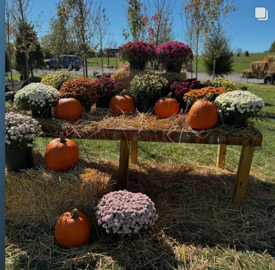 Nelson Lee Tree Farm