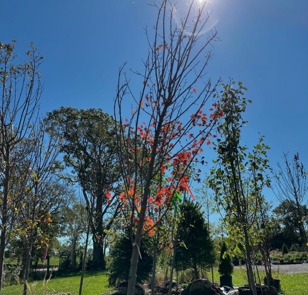 Nelson Lee Tree Farm
