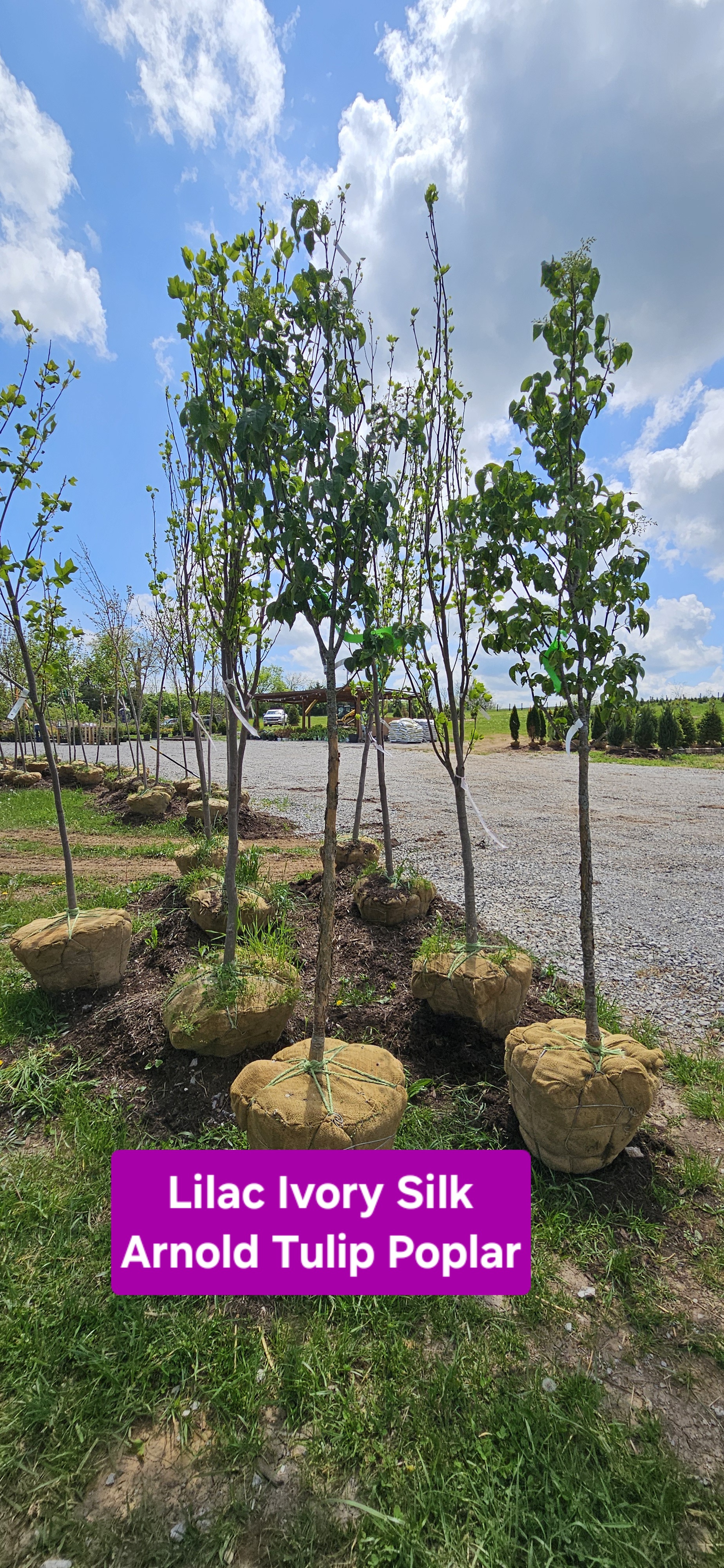 Nelson Lee Tree Farm