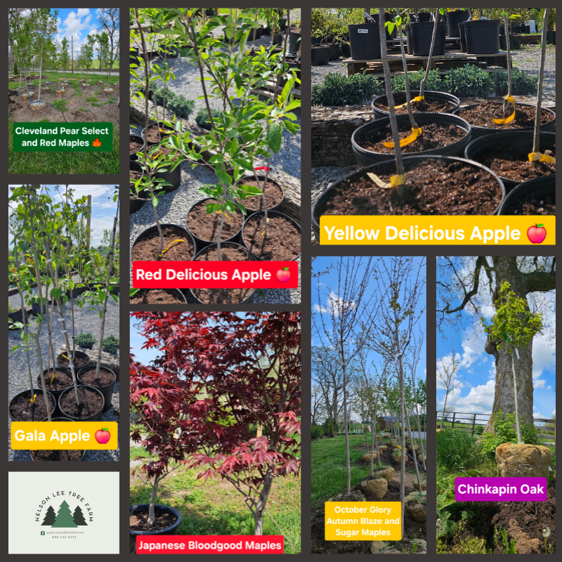 Nelson Lee Tree Farm